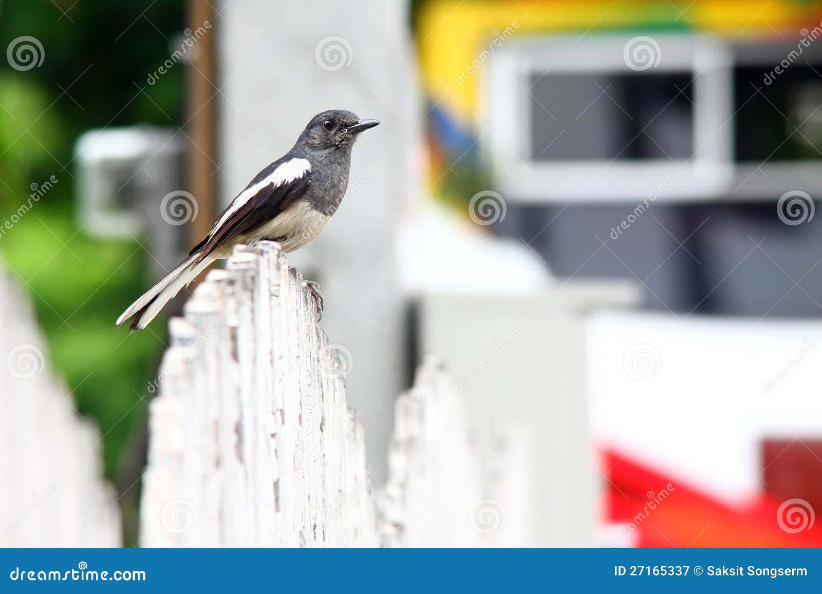 Ricebird stock image. Image of animal, biped, weaverbird - 27165337