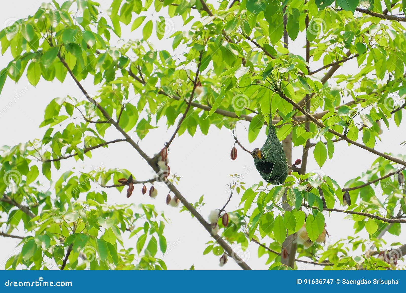 Ricebird gold stock image. Image of grass, blue, black - 91636747