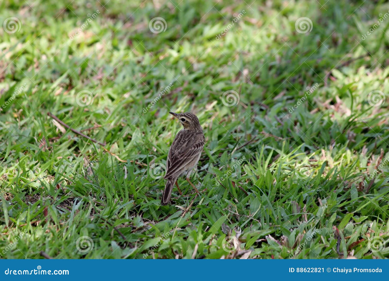 Ricebird stock image. Image of ricebird, floor, petals - 88622821