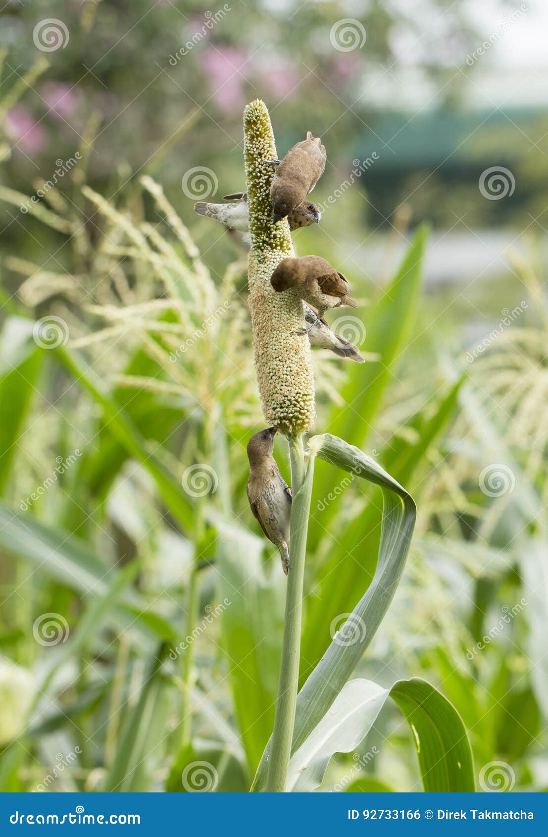 Ricebird Perched on Sorghum Plant Stock Photo - Image of sorghum, perch ...