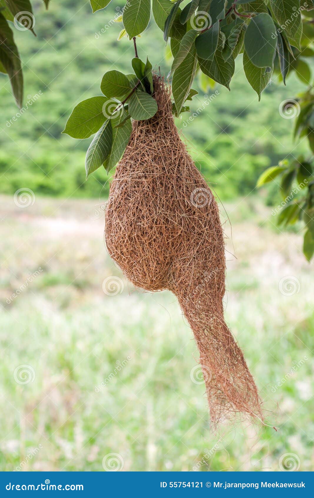 Ricebird stock image. Image of animal, bird, basket, ricebird - 55754121