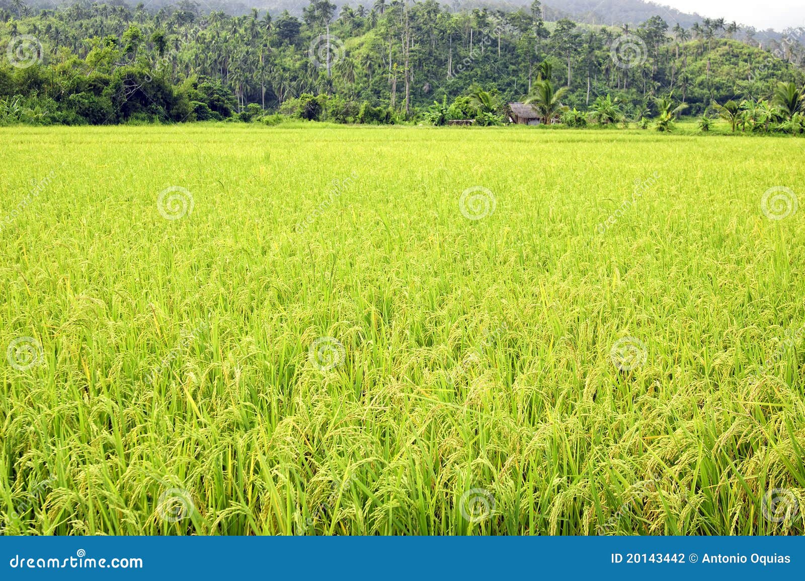 Ricefield Stock Photography - Image: 20143442