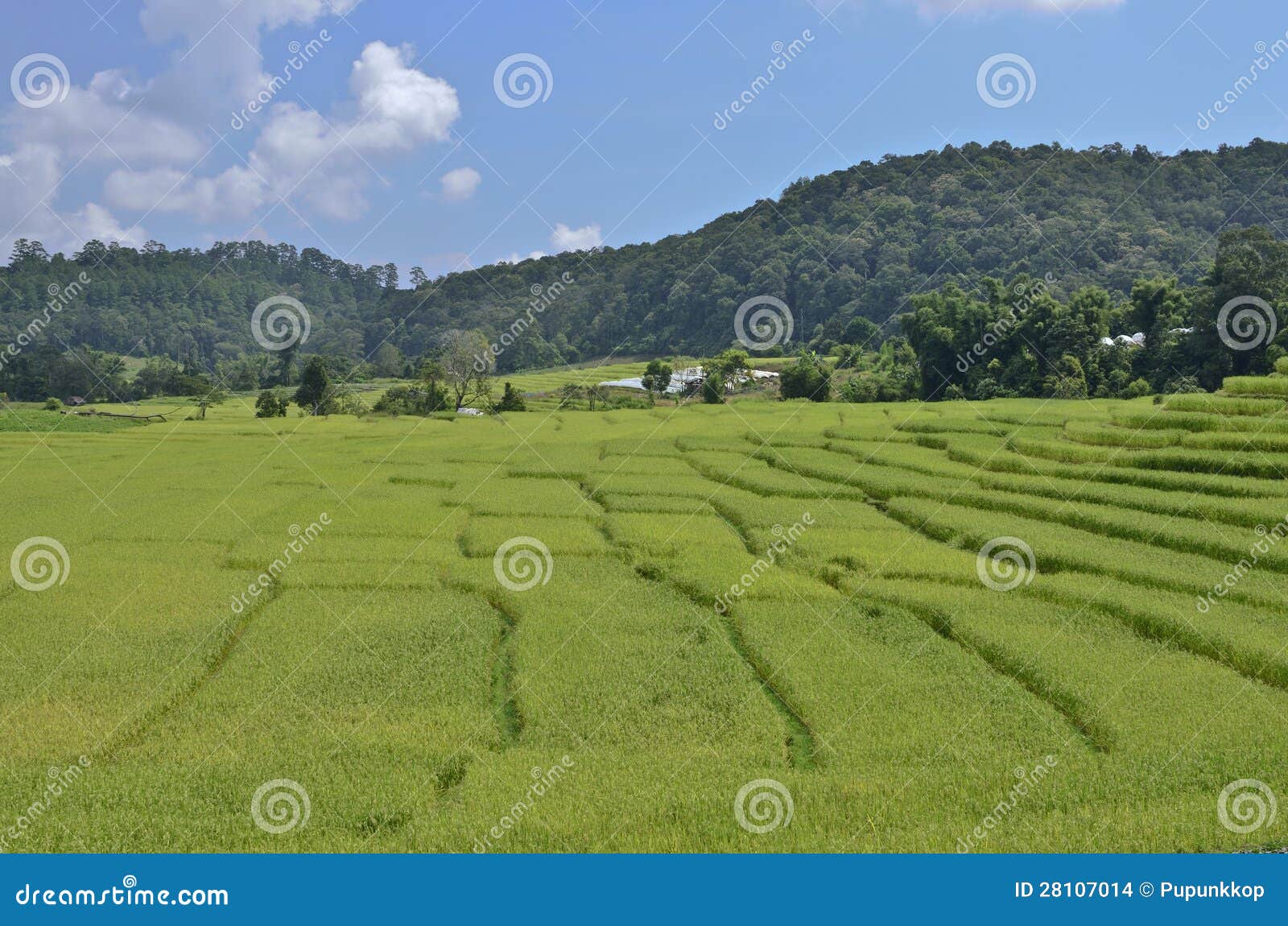 Ricefield stock photo. Image of house, culture, outdoor - 28107014