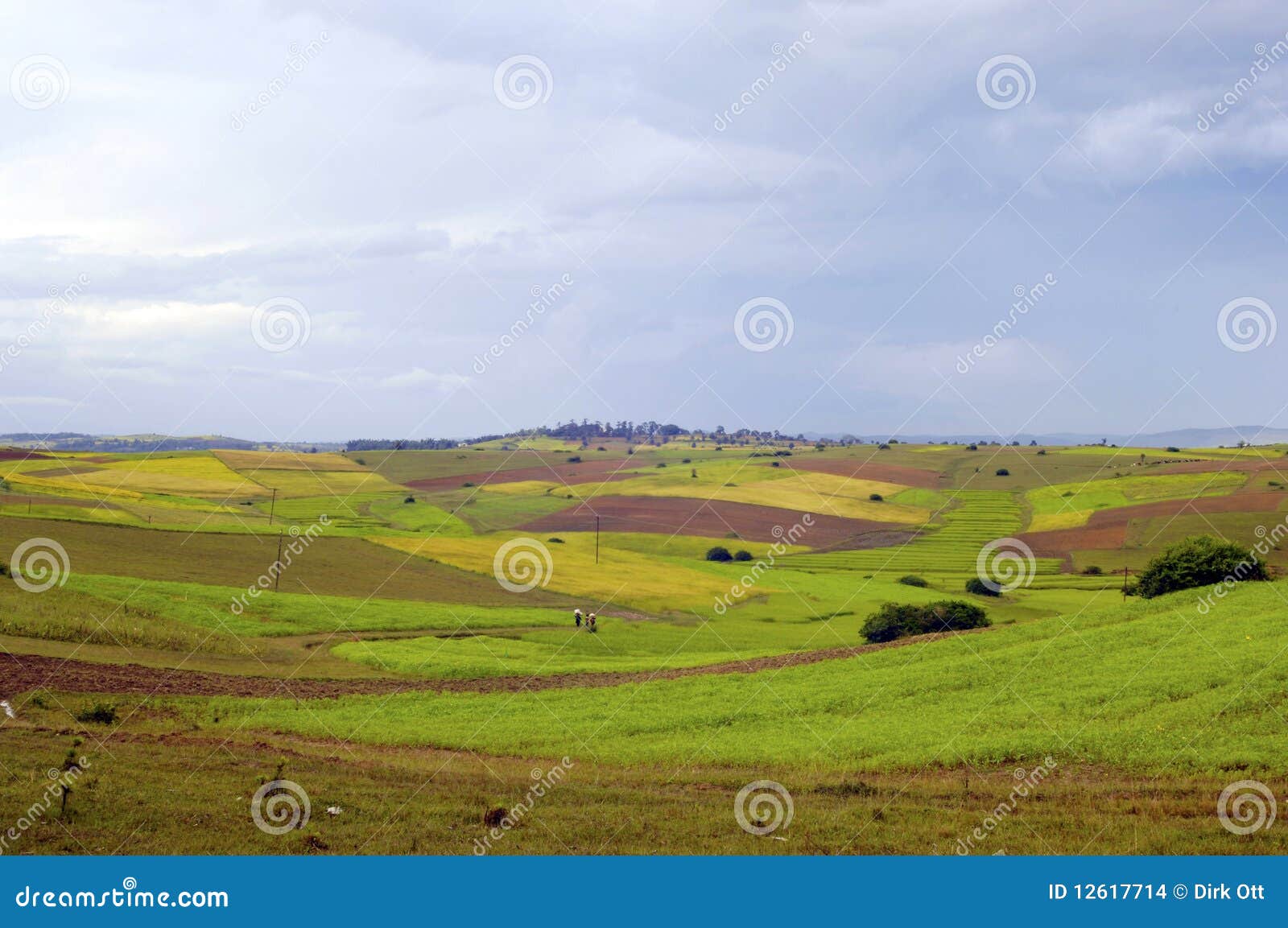Ricefield in Burma/ Myanmar Stock Photo - Image of field, paddy: 12617714