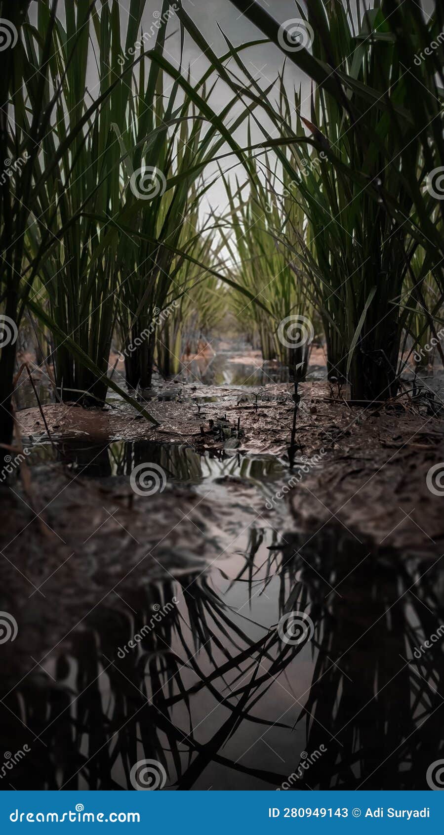 Ricefield stock image. Image of field, rice, potrait - 280949143