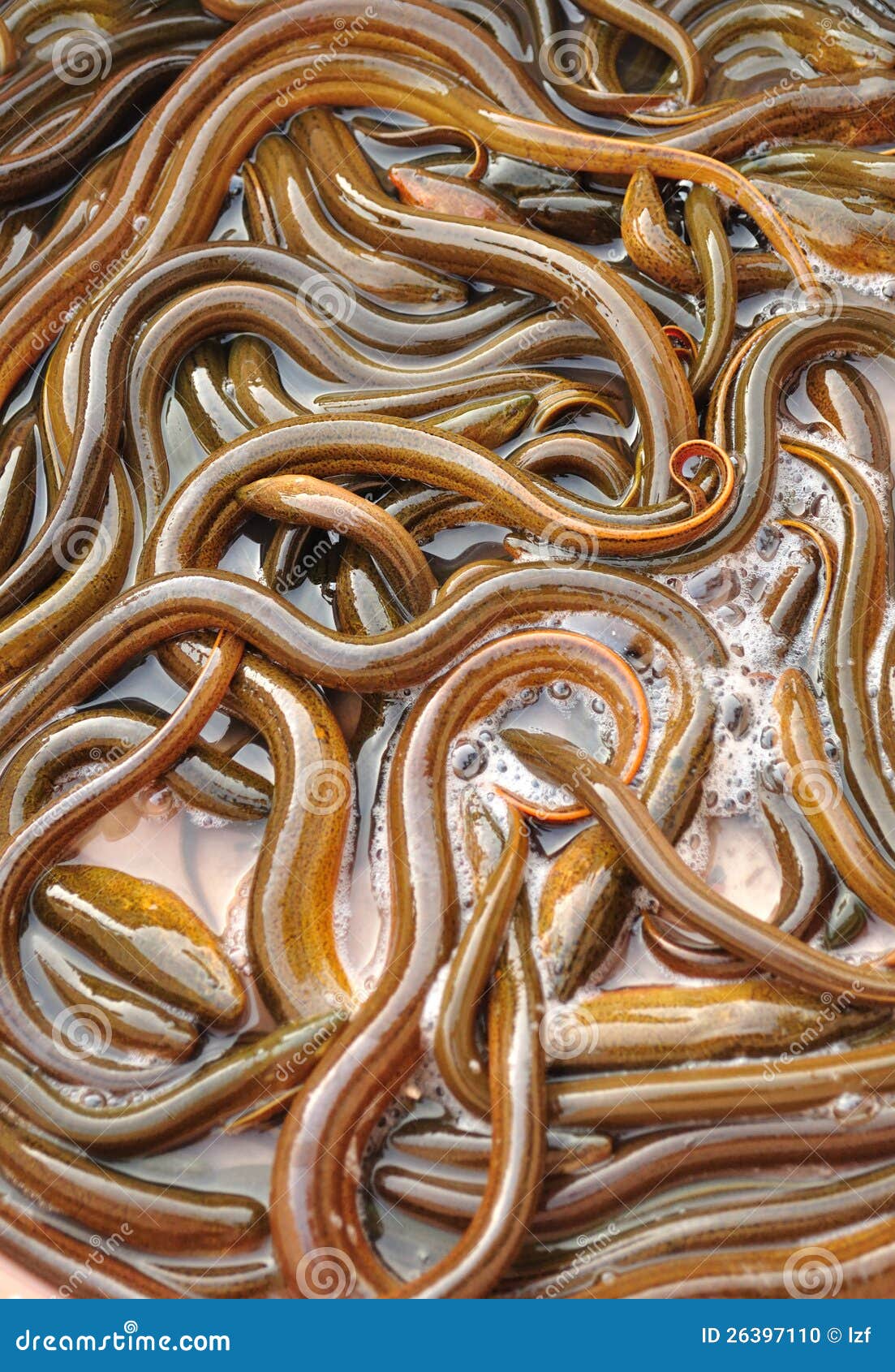 Ricefield eels stock photo. Image of large, aquatic, closeup - 26397110