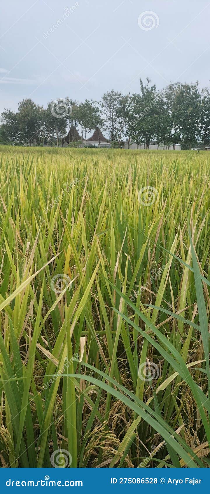 Ricefield Flora Nature Indonesia East Java Stock Photo - Image of east ...