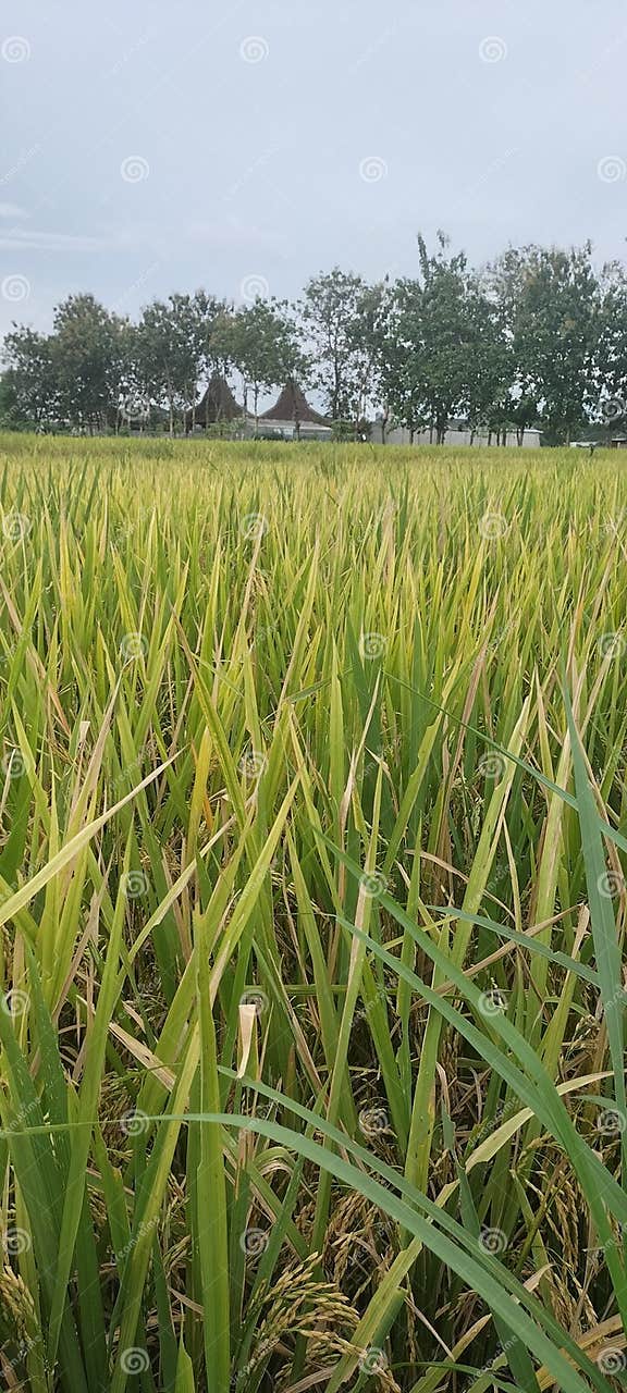 Ricefield Flora Nature Indonesia East Java Stock Photo - Image of east ...