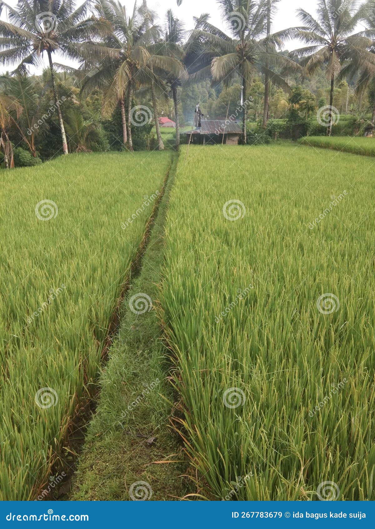 Ricef Stock Photos - Free & Royalty-Free Stock Photos from Dreamstime