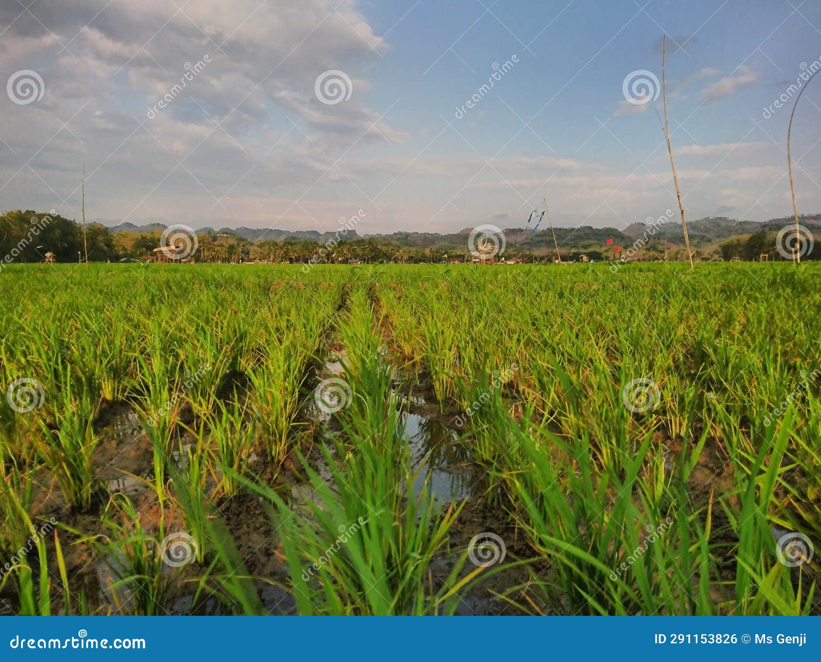 Ricefield stock photo. Image of pasture, prairie, plant - 291153826