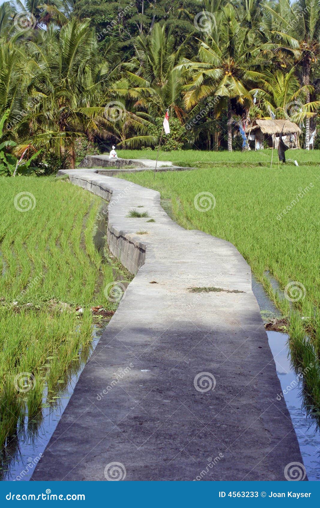 Ricefield Walkway stock image. Image of tropical, travel - 4563233