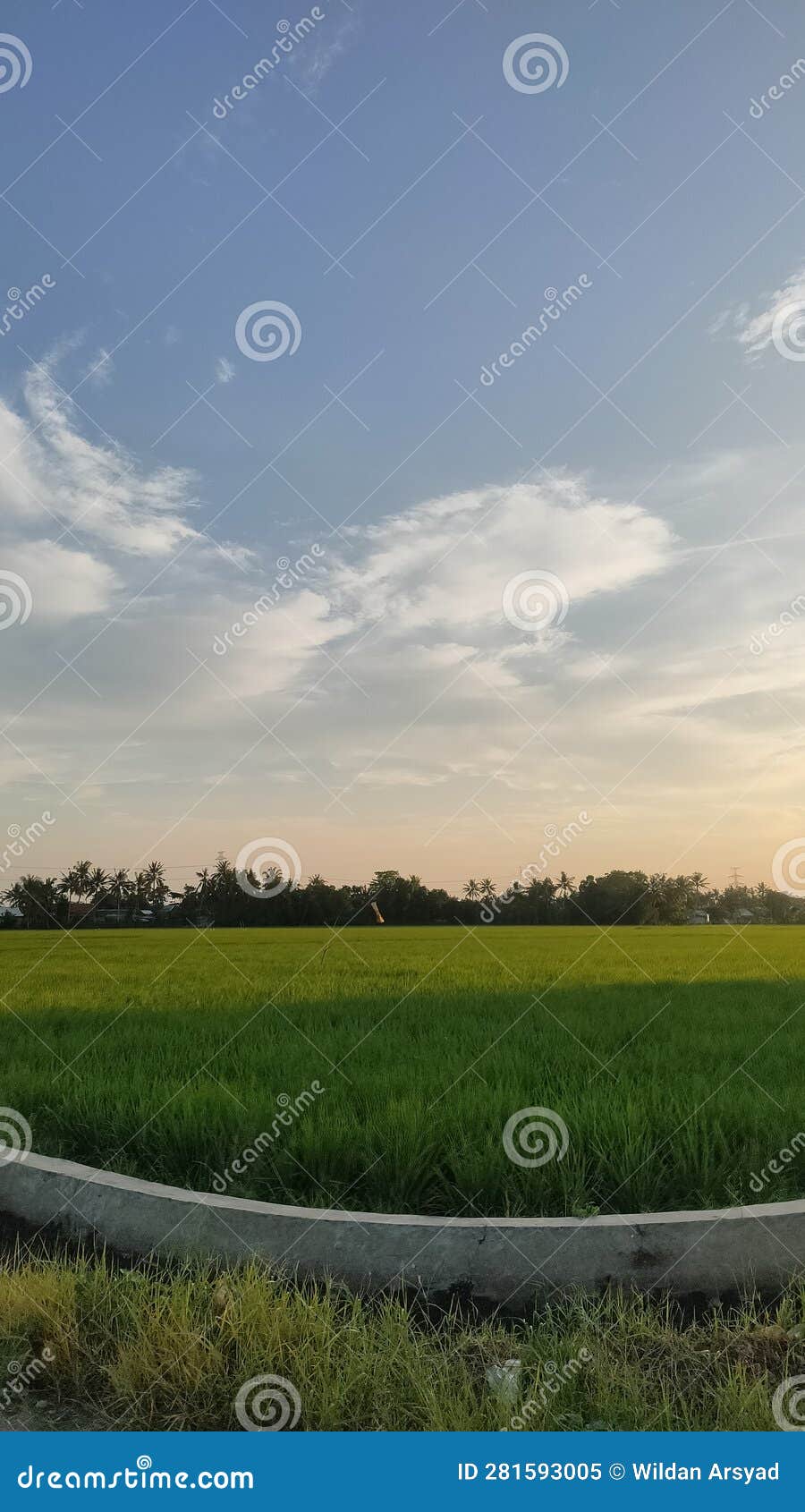 Ricefield yang indah stock image. Image of fields, yang - 281593005