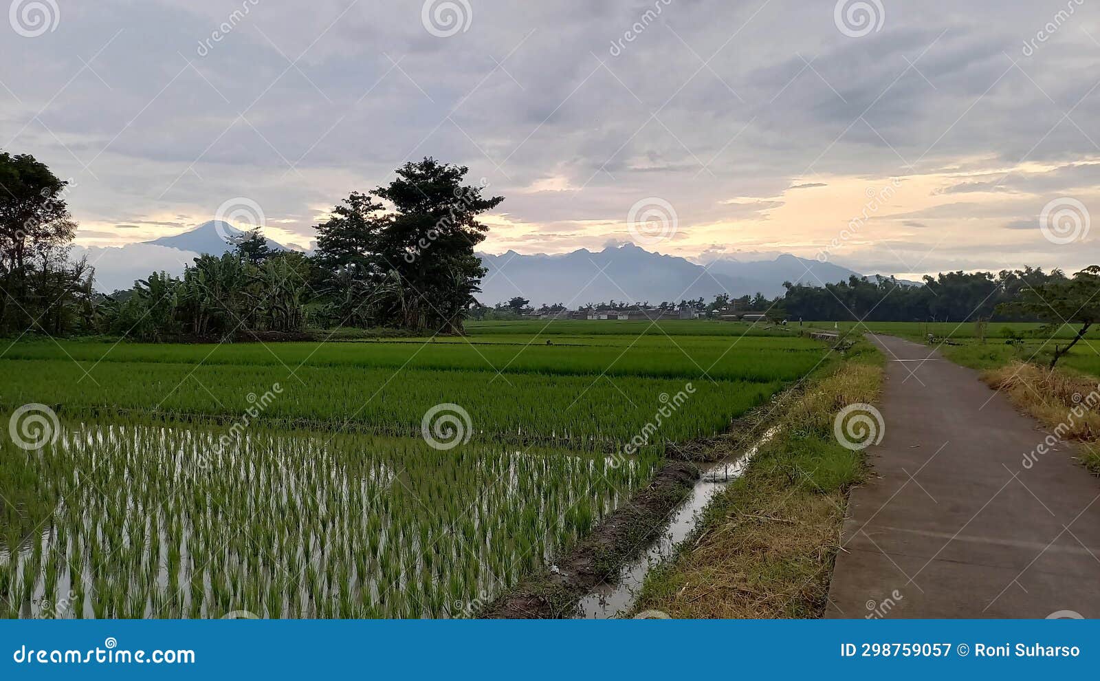 Ricefields at dusk stock image. Image of dusk, ricefields - 298759057
