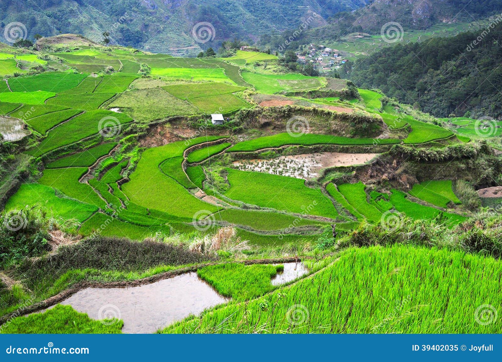 Ricefields in Philippines stock image. Image of farm - 39402035