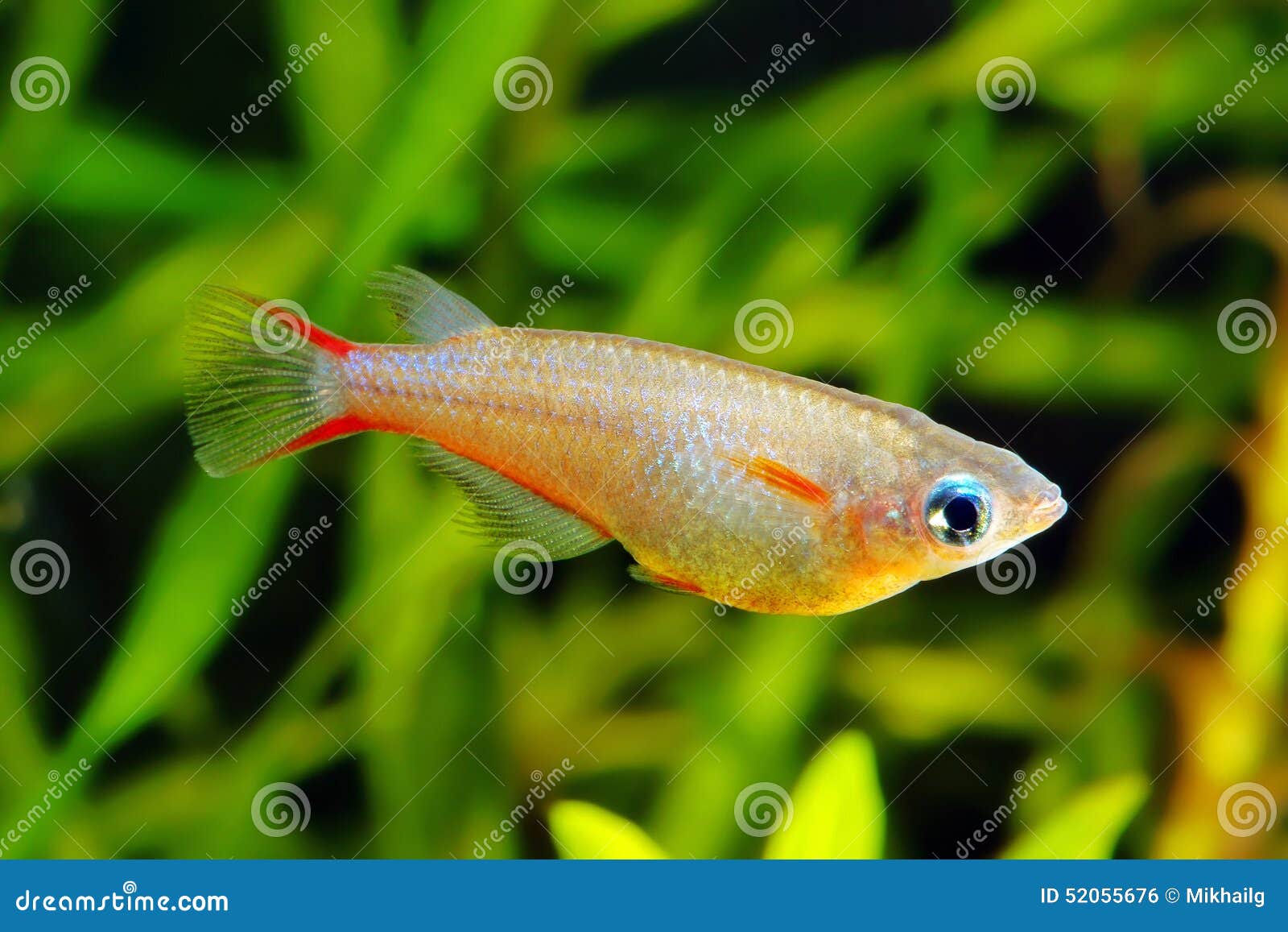 Ricefish photo stock. Image du bleu, faune, aquarium - 52055676