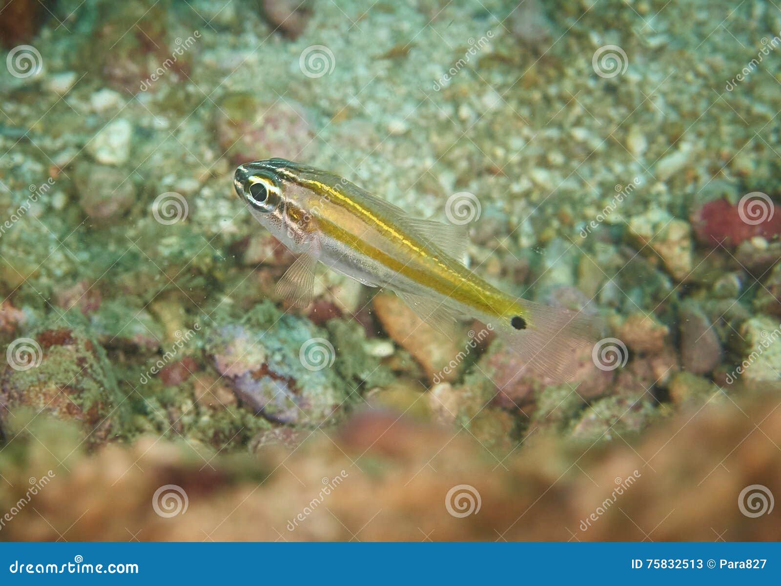 Ricefish/Glassfish image stock. Image du coloré, thaïlande - 75832513