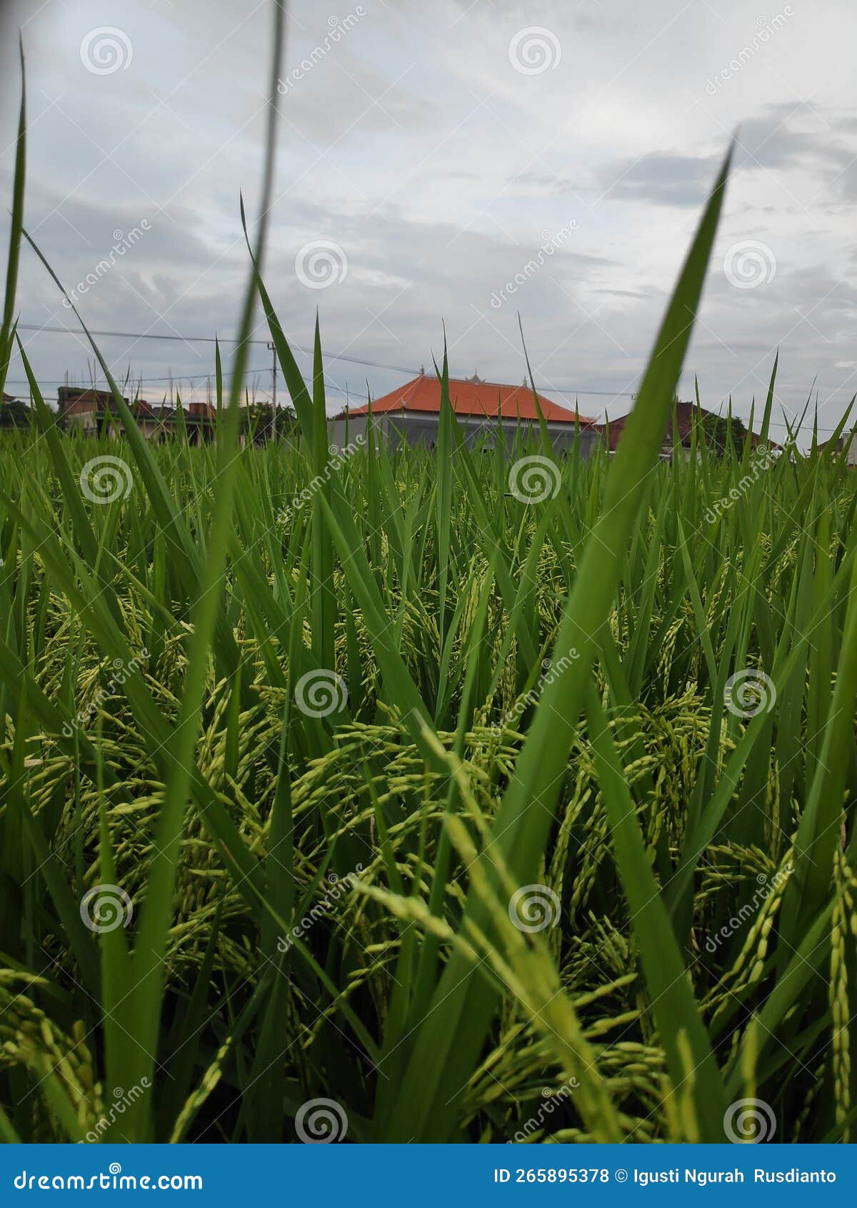 Riceplant stock photo. Image of grass, backyard, twig - 265895378