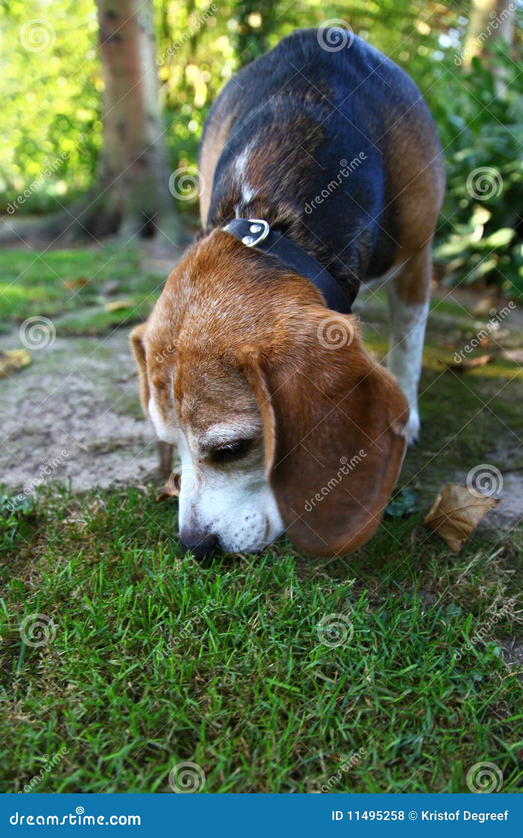 Ricerca del cane fotografia stock. Immagine di ricerca - 11495258