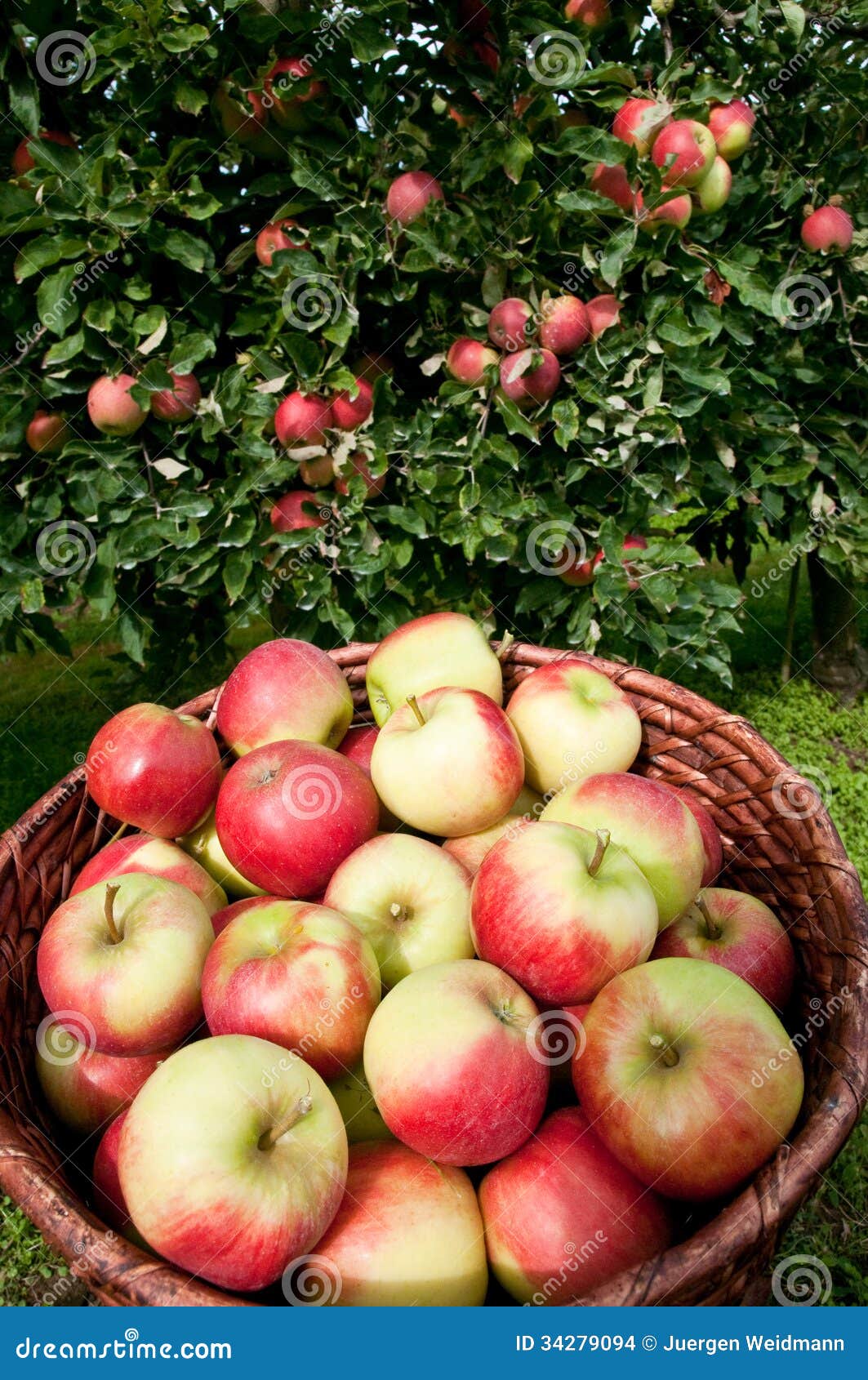 Rich apples harvest stock photo. Image of organic, ripe - 34279094
