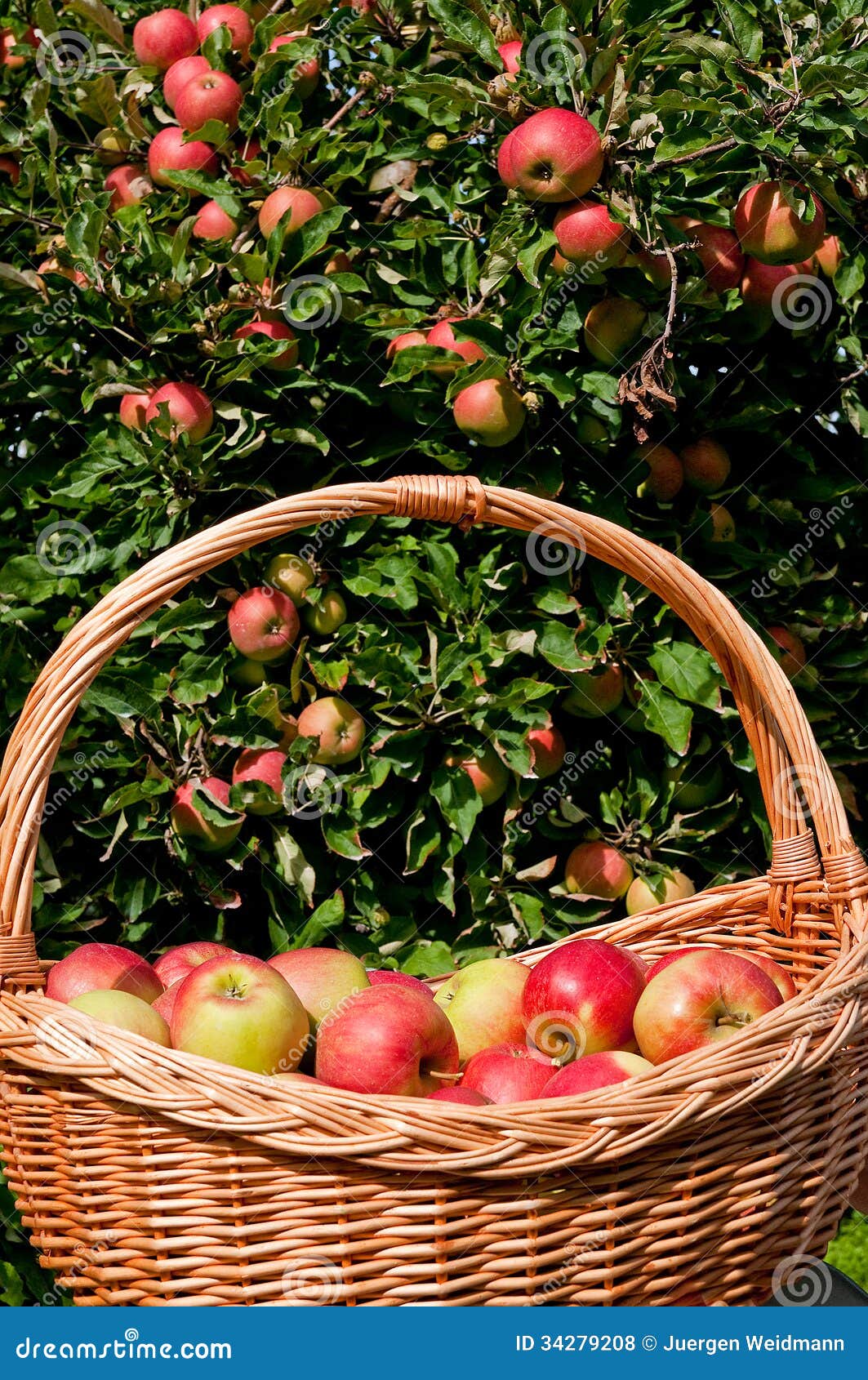 Rich apples harvest stock photo. Image of organic, apples - 34279208