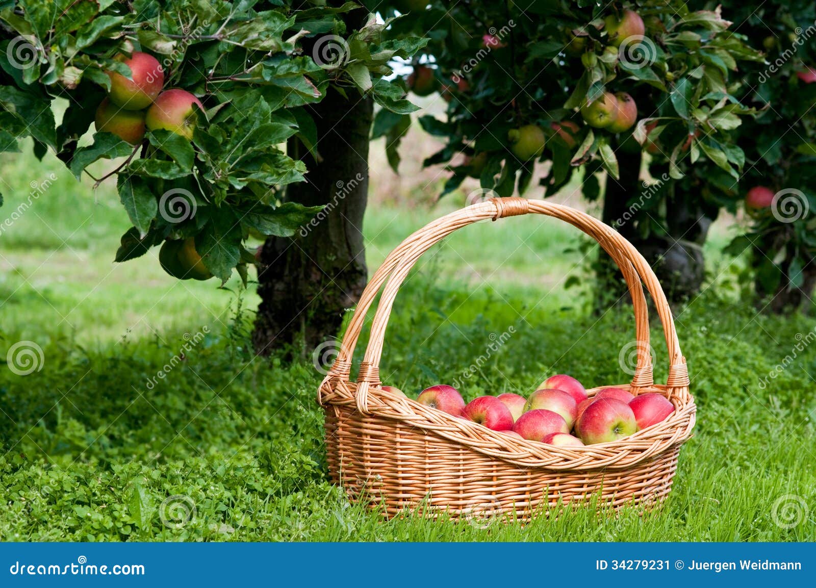 Rich apples harvest stock image. Image of basket, autumn - 34279231