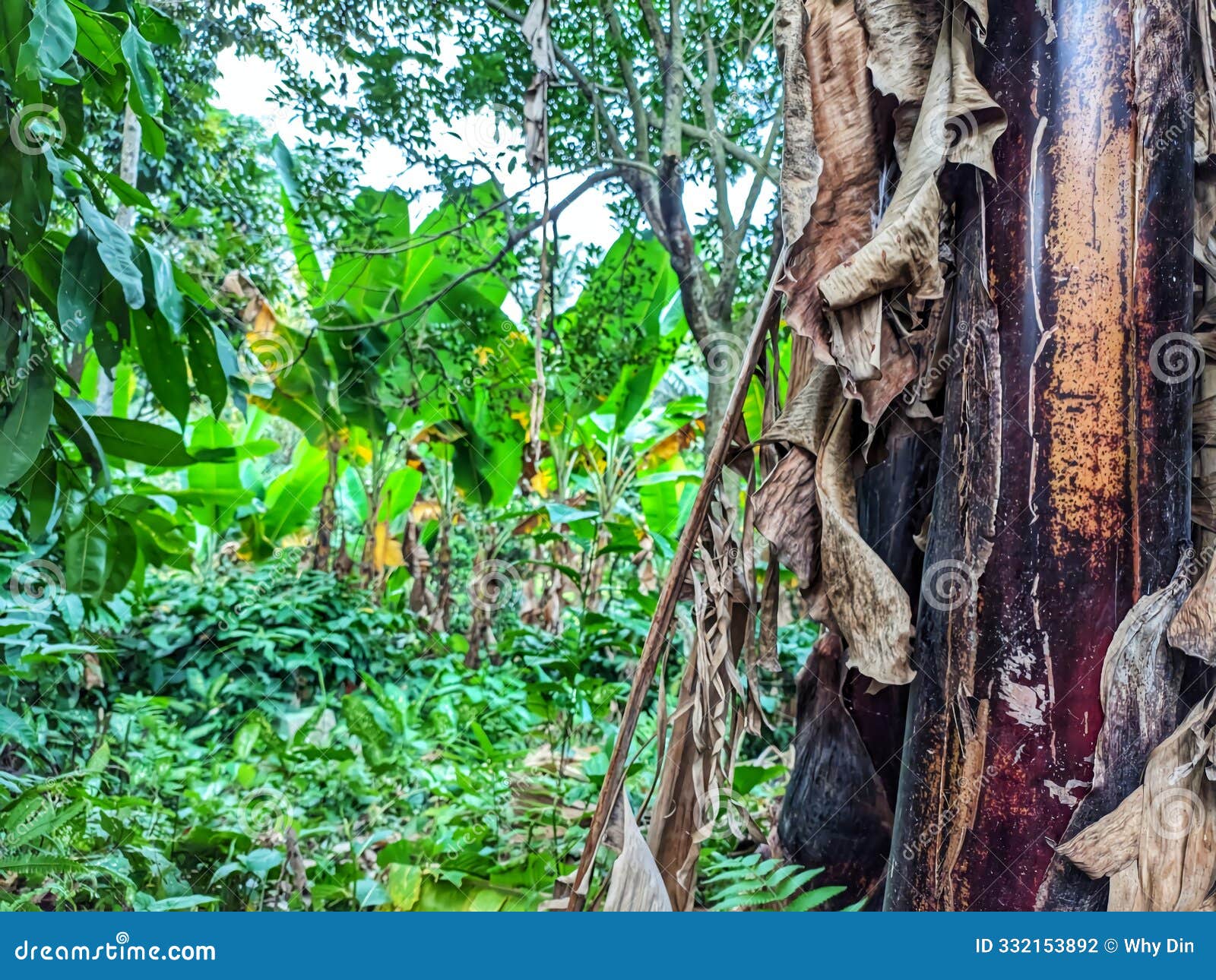Rich Biodiversity in the Tropical Forest Ecosystem. Stock Photo - Image ...