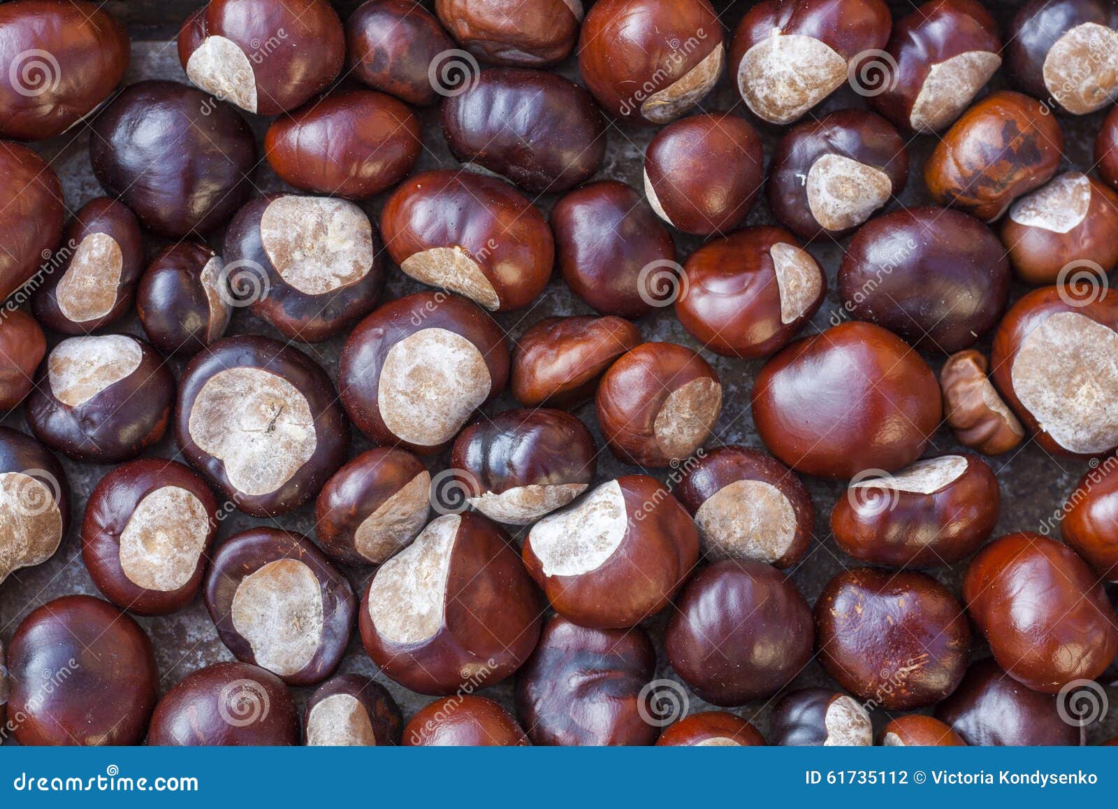 Rich Brown Autumn Conkers from a Horse Chestnut Tree Stock Photo ...