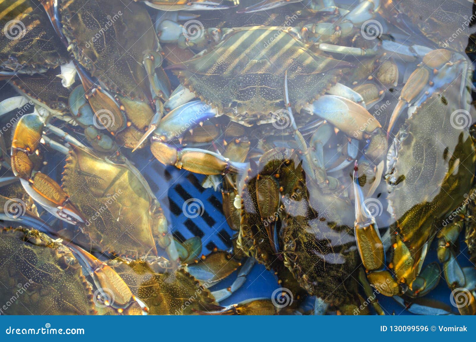 Rich catch of blue crab stock photo. Image of basket - 130099596