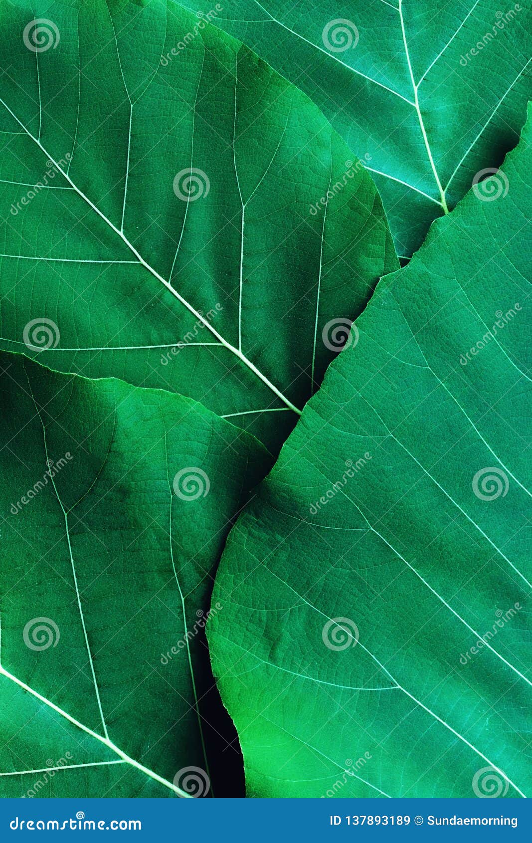 Rich Deep Green Leaf Texture Background, Beautiful Nature Pattern ...