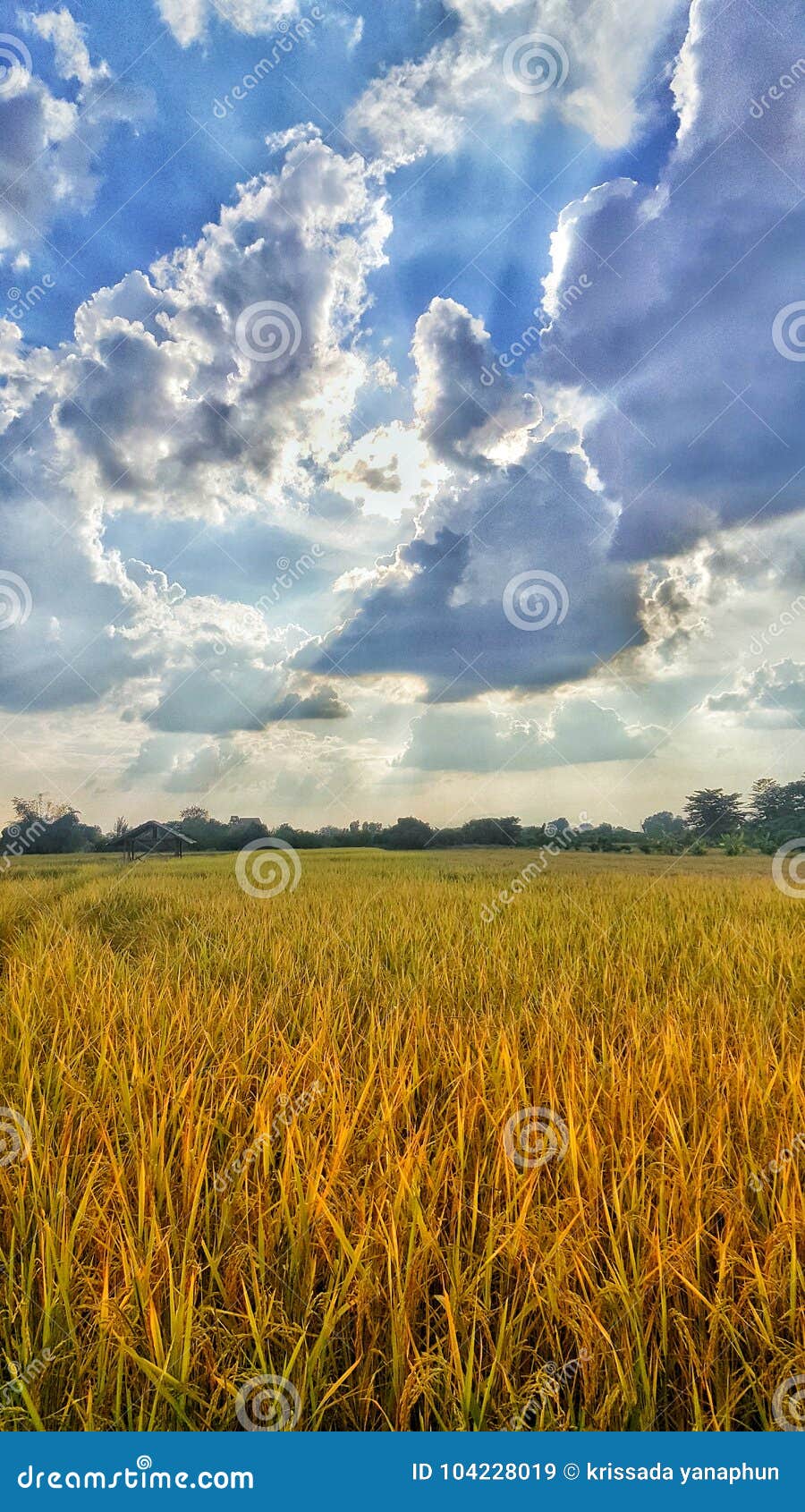 Rich Field Beautiful Blue Sky. Stock Image - Image of bule, rich: 104228019