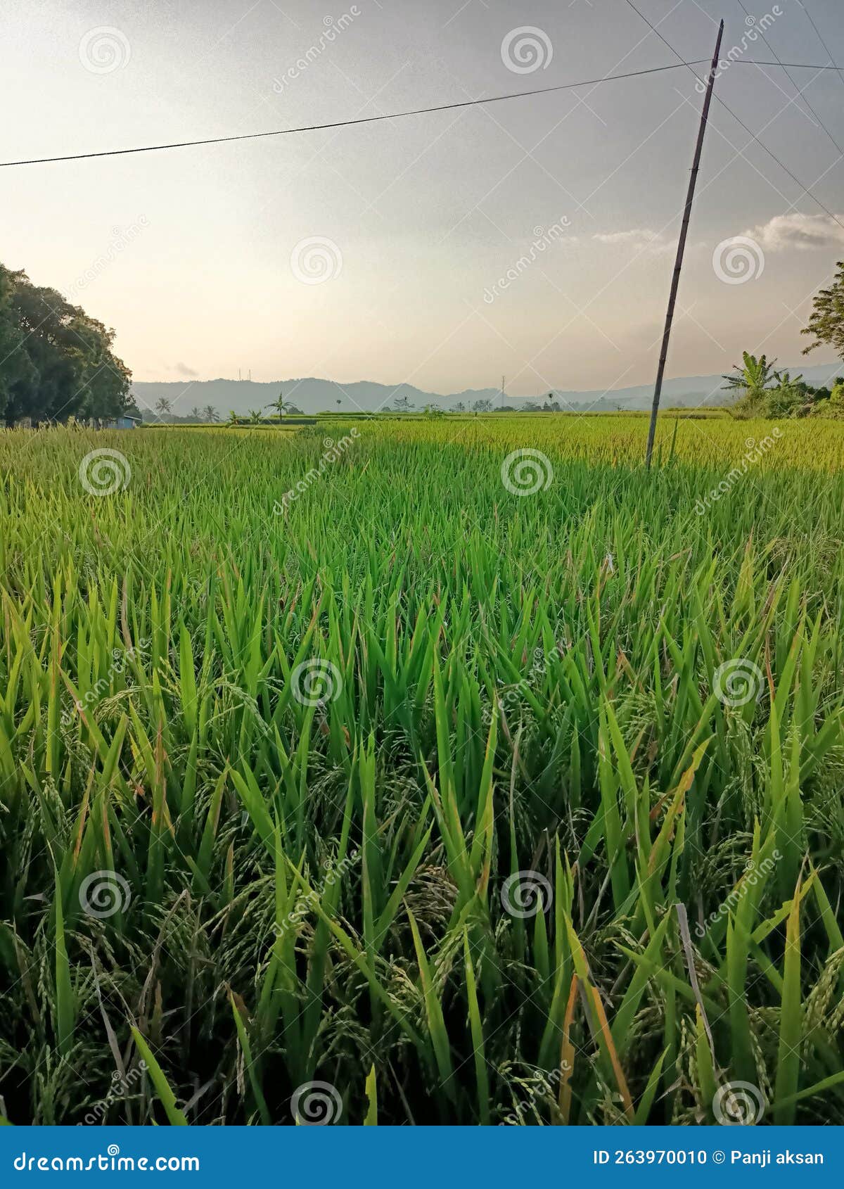 Rich fields stock photo. Image of richfields, pasture - 263970010