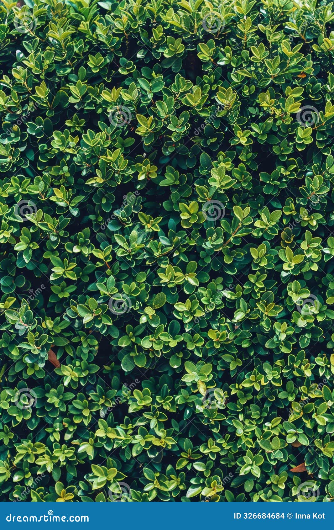 Rich Green Bush Foliage Backdrop with Detailed Interplay of Light and ...