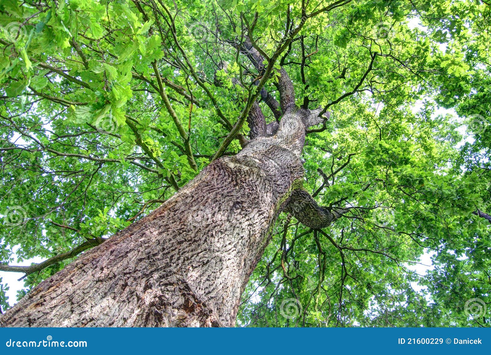 Rich green tree top view stock image. Image of trunk - 21600229