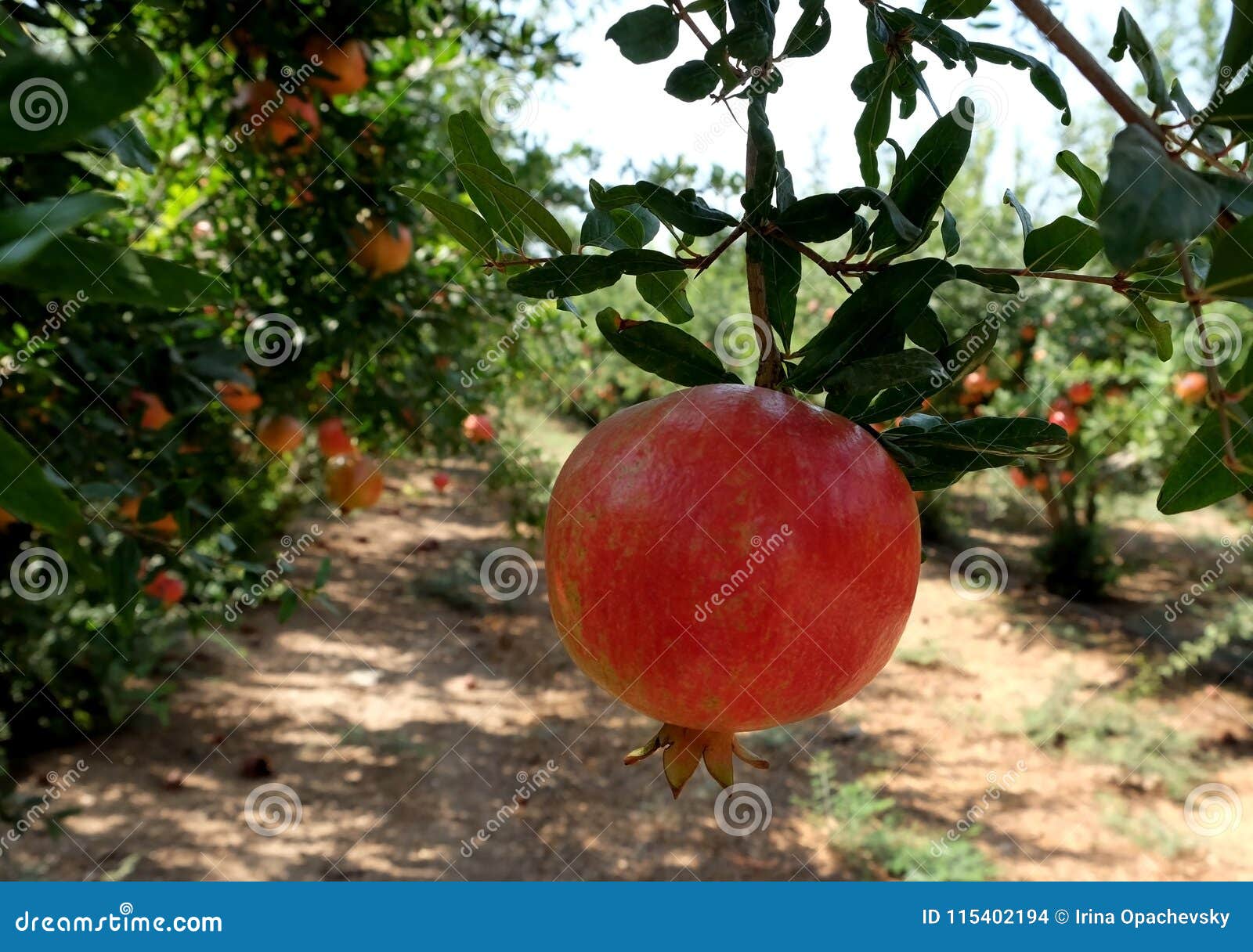Harvest of Pomegranates in the Orchard Stock Photo - Image of trees ...