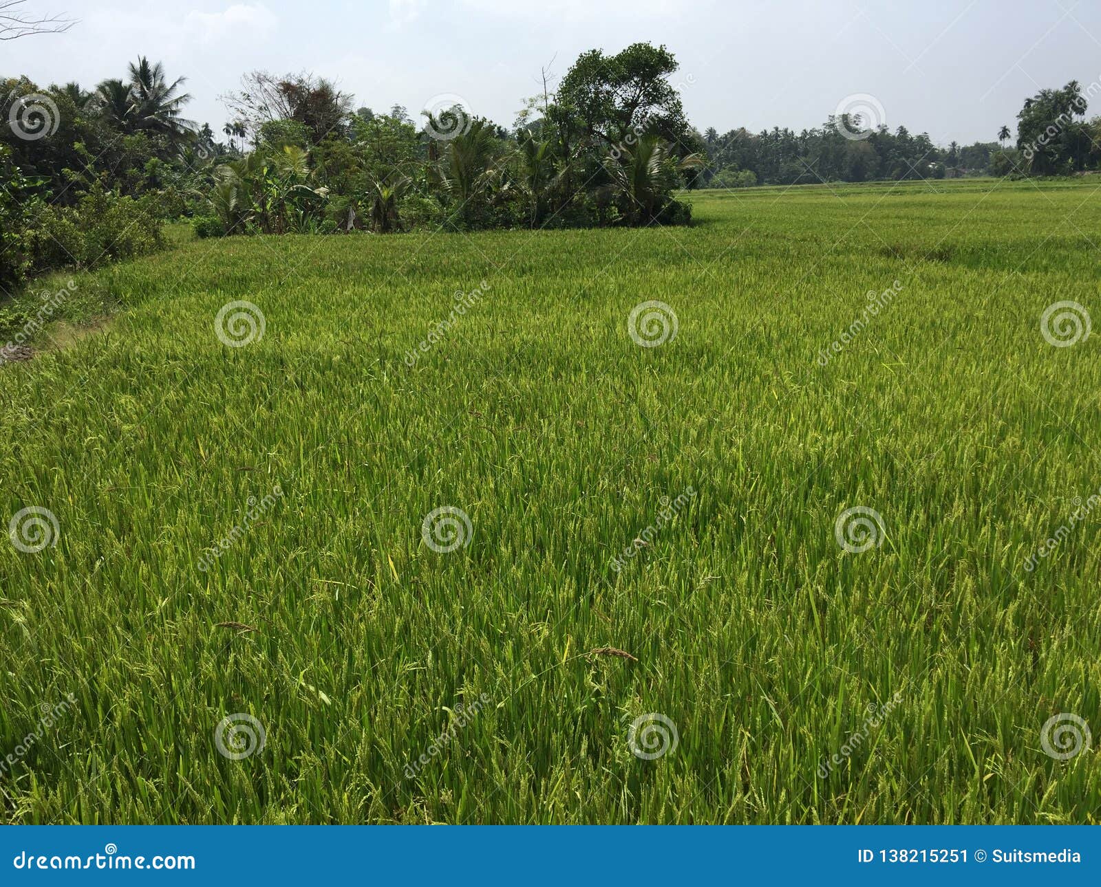 Rich Harvest of Rice Plants Stock Image - Image of rice, landscape ... Rich Harvest of Rice Plants Stock Image - Image of rice, landscape ...