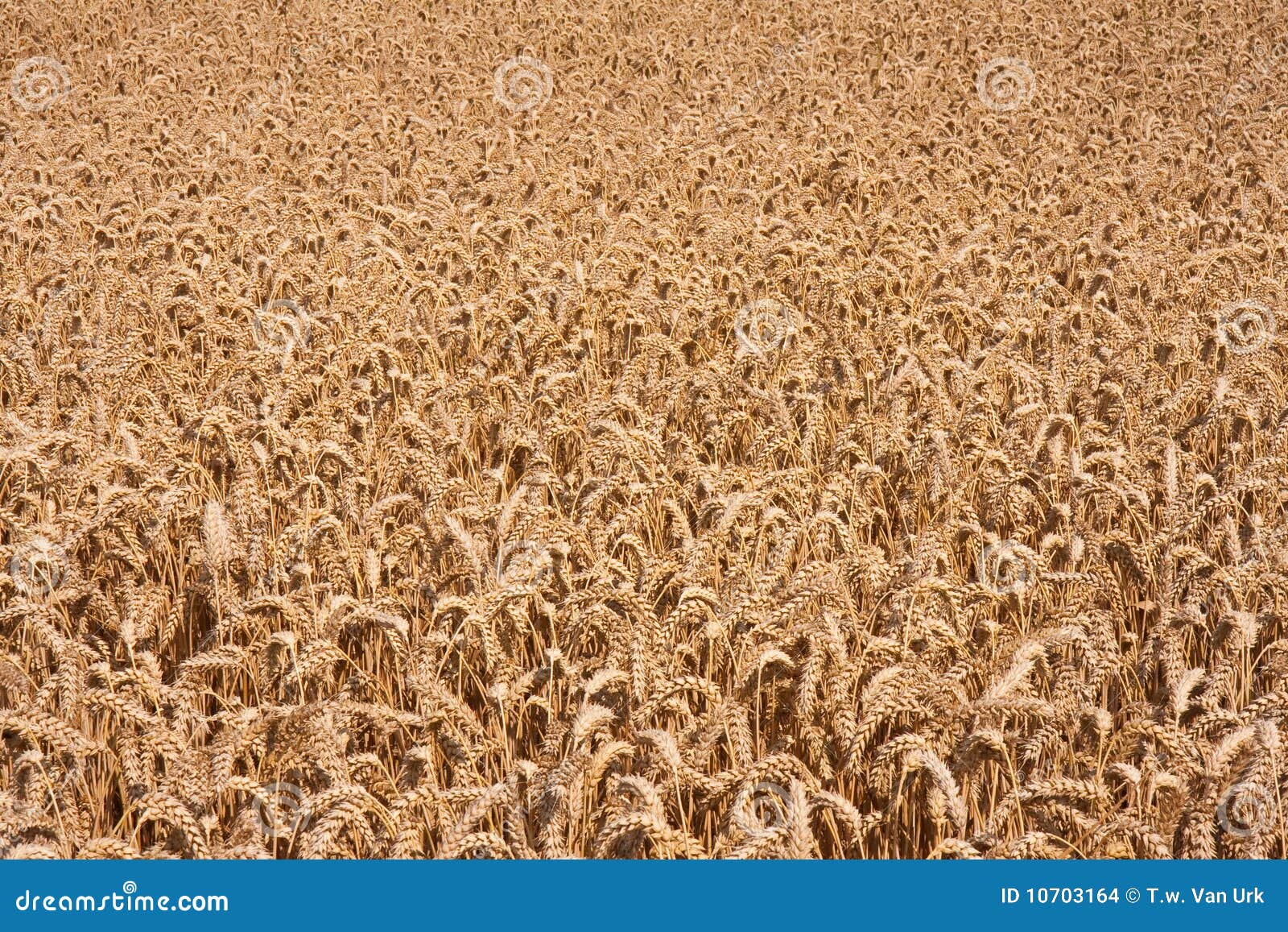 Rich harvest of ripe wheat stock photo. Image of food - 10703164