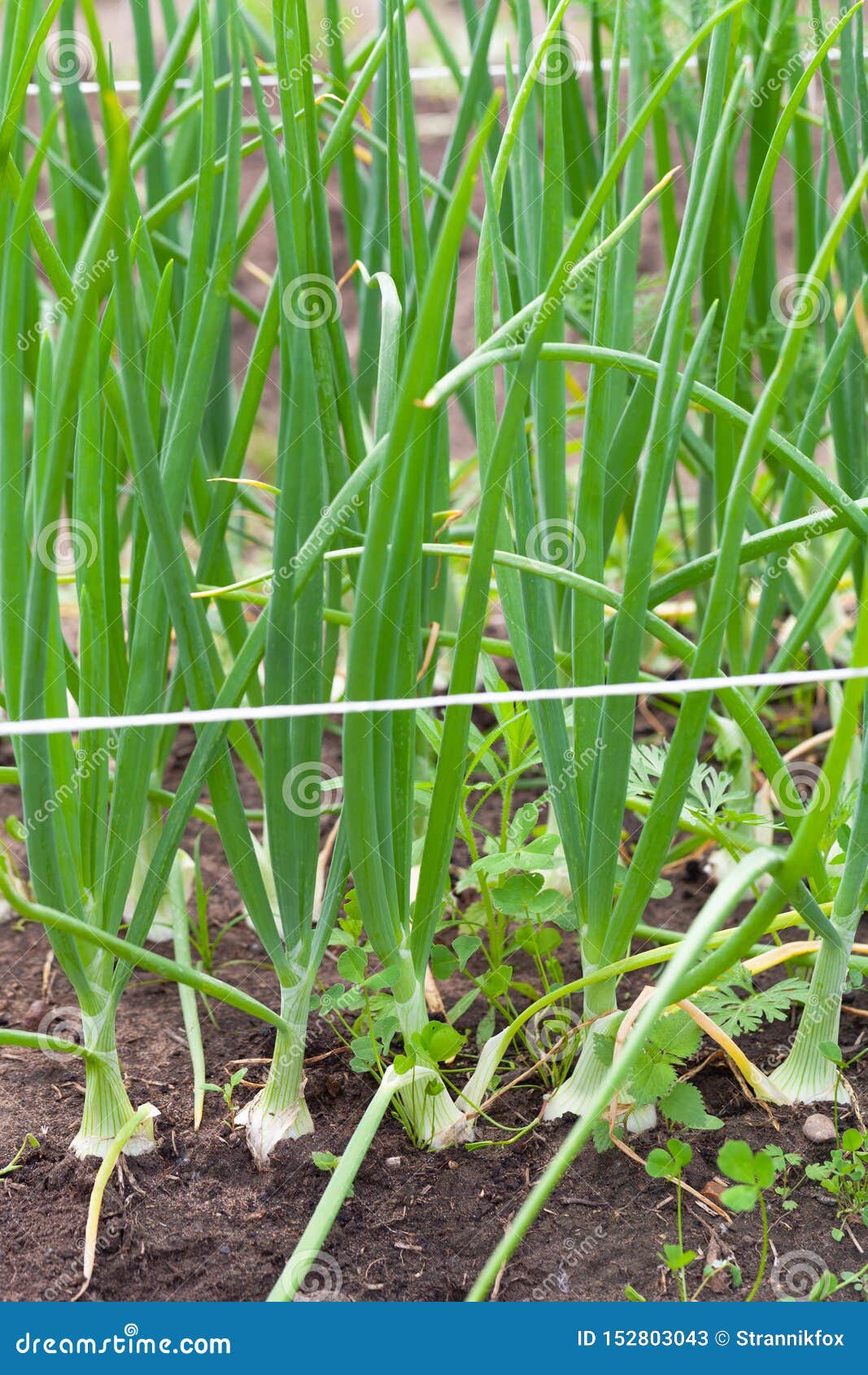 Rich Harvest in a Summer Garden. Selective Focus Stock Image - Image of ...