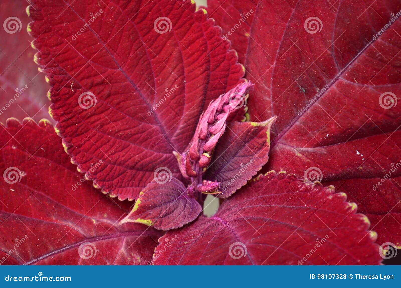 Rich Maroon Colored Coleus Leaf Stock Photo - Image of environment ...