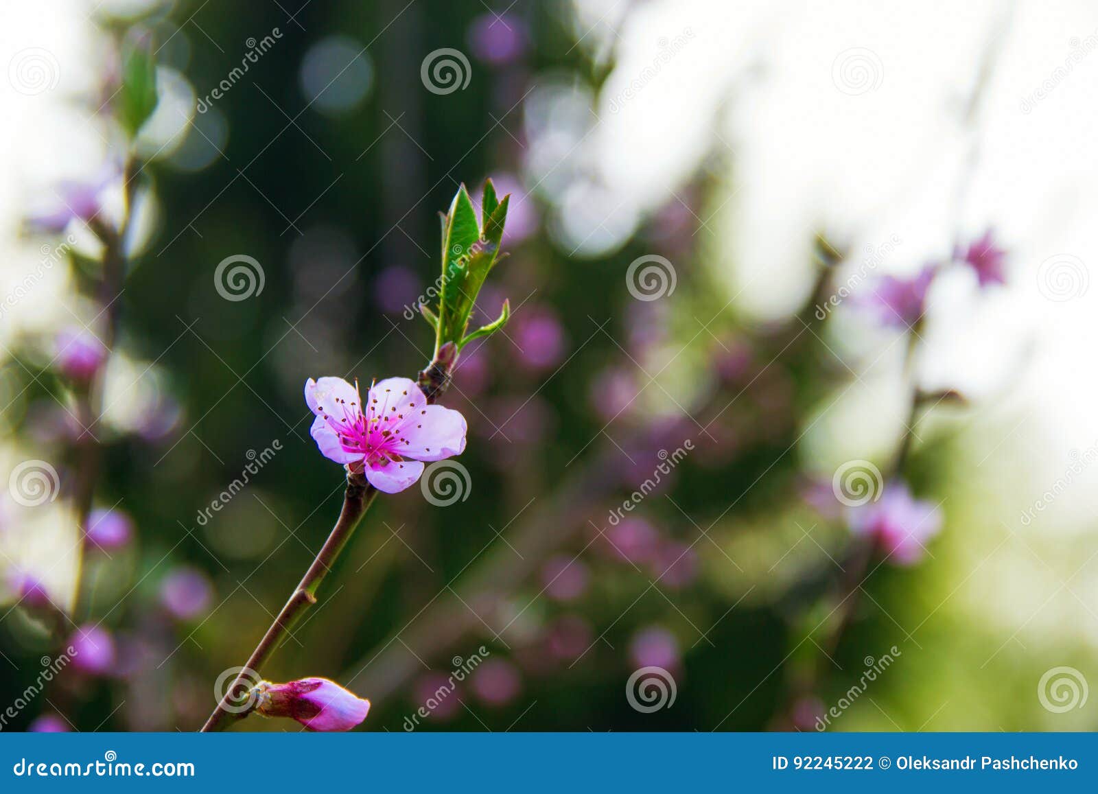 Rich pink peach flower stock photo. Image of nature, color - 92245222
