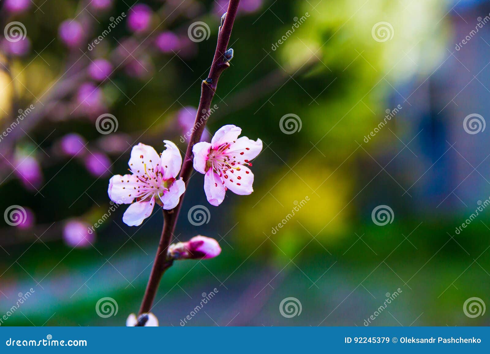 Rich pink peach flower stock image. Image of cherry, botany - 92245379