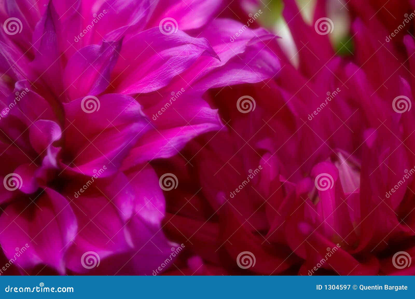 Rich Pink purple flowers stock image. Image of colorful - 1304597