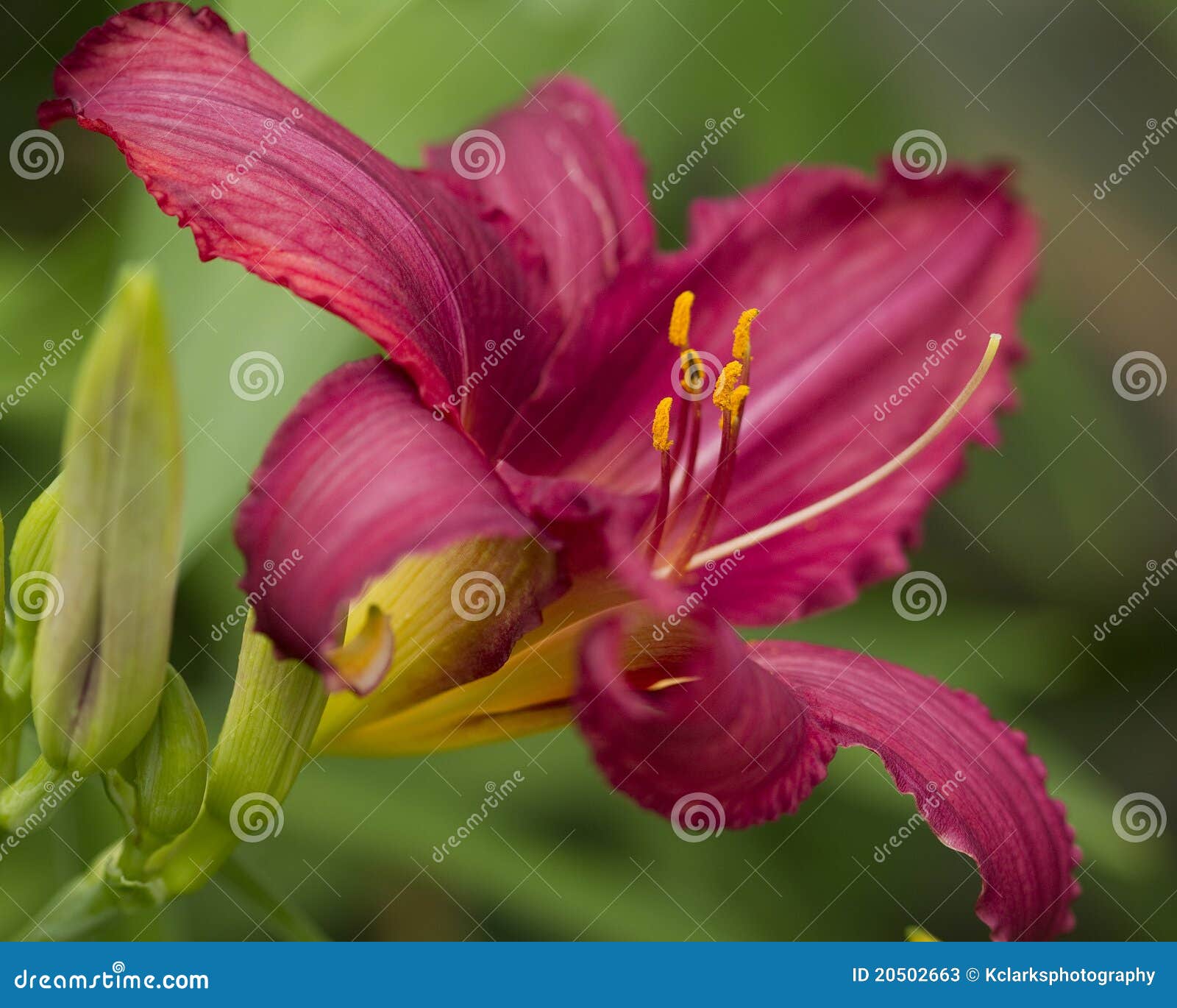 Rich Red Ruffled Daylily stock image. Image of leaves - 20502663