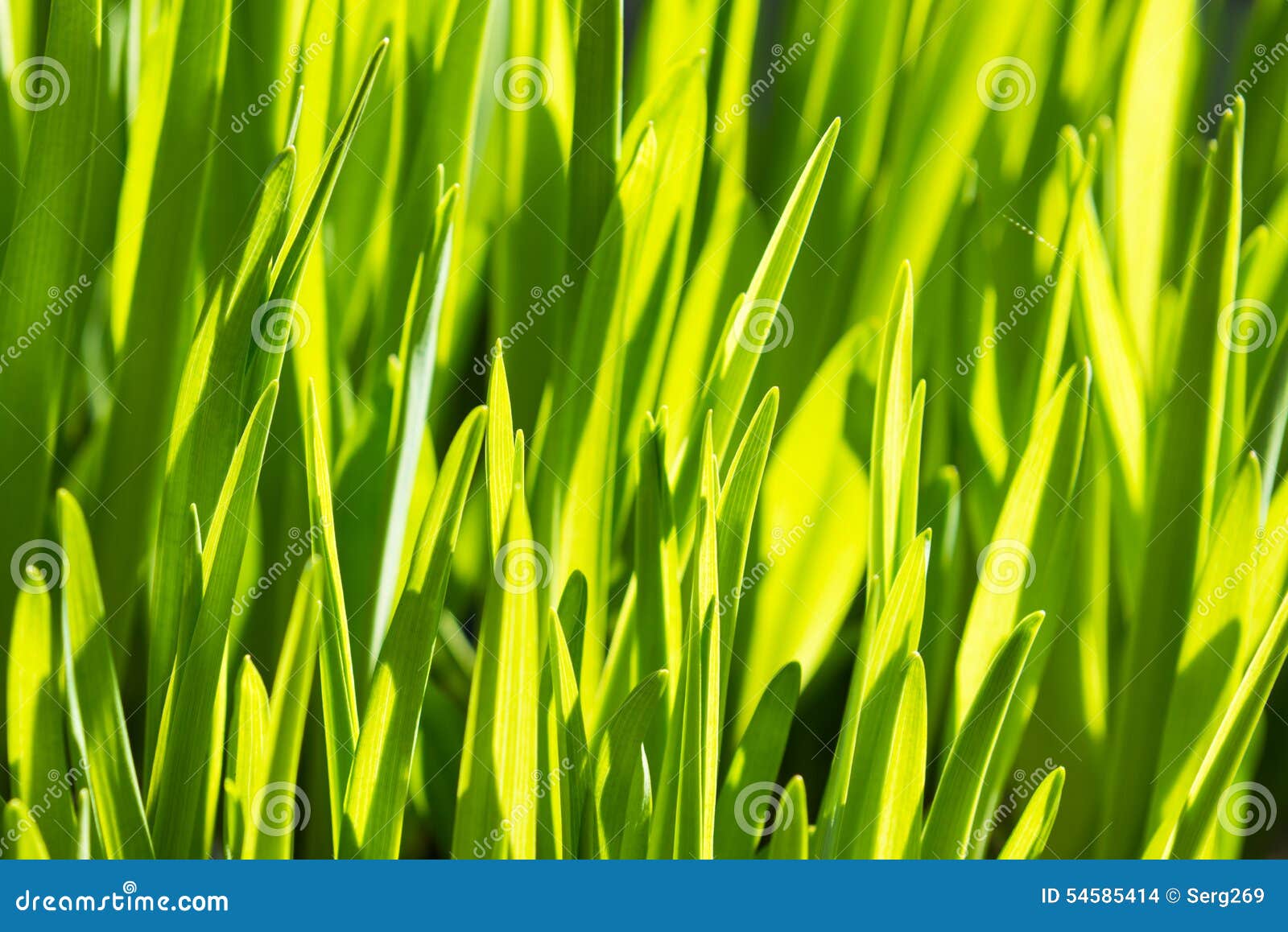 Rich Spring Green Grass, Suitable As a Background Image Stock Photo ...
