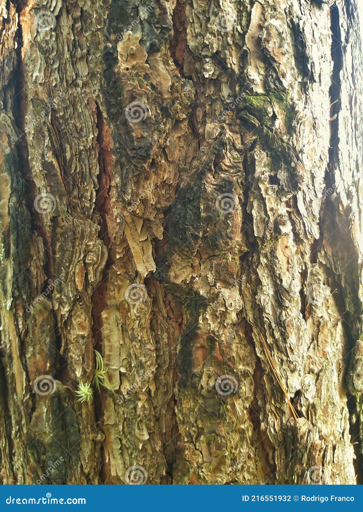 The Rich Texture and Greenish Tones in the Trunk of the Pine Tree Stock ...