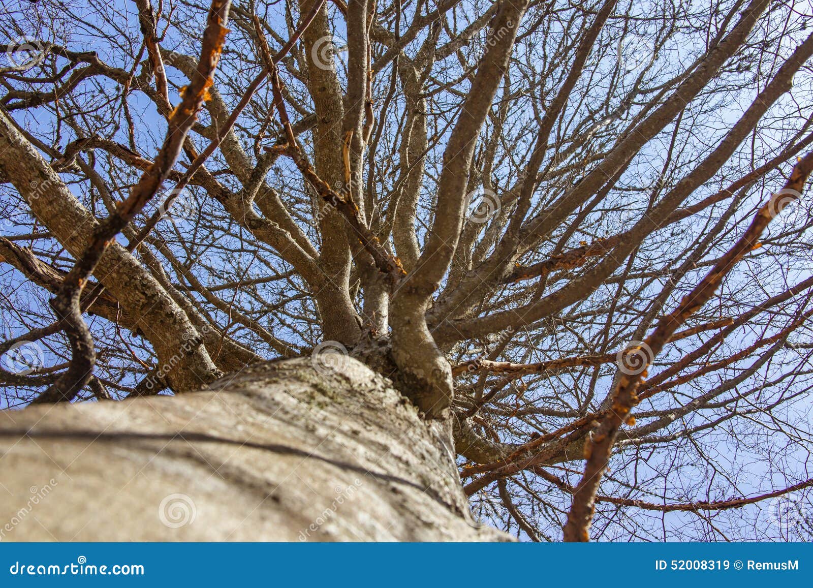 Rich tree. stock image. Image of green, trees, background - 52008319