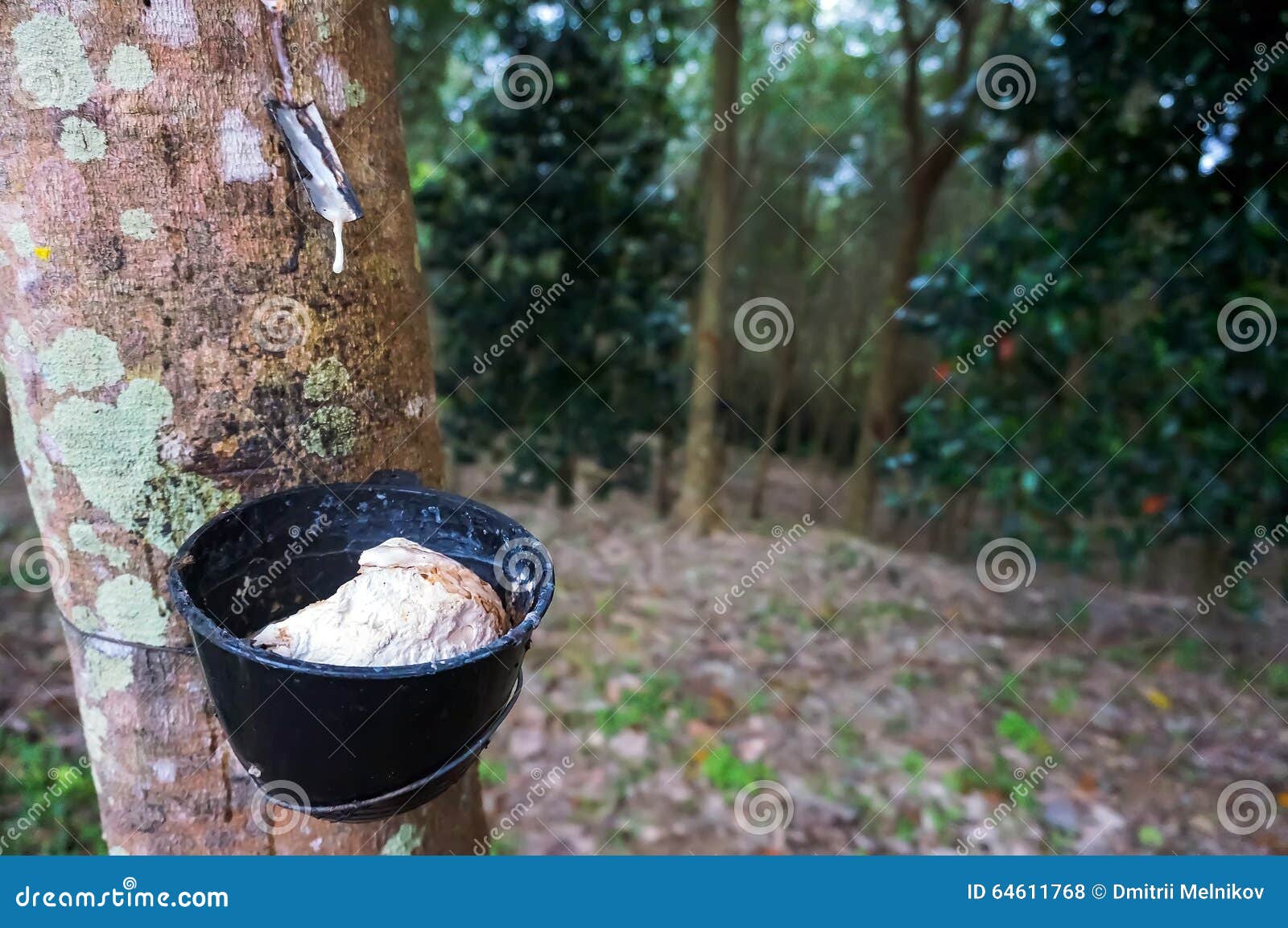 Rich the white rubber tree stock photo. Image of production - 64611768