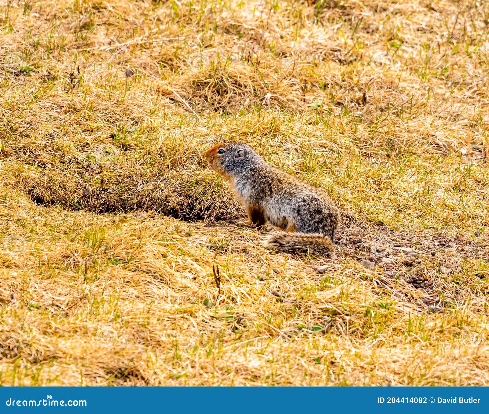 Desert Burrow Canada Stock Photos - Free & Royalty-Free Stock Photos ...