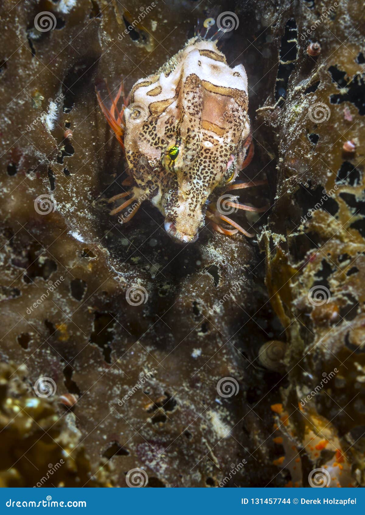 Richardsonii De Rhamphocottus De La Pez Del Ronco Foto de archivo ...