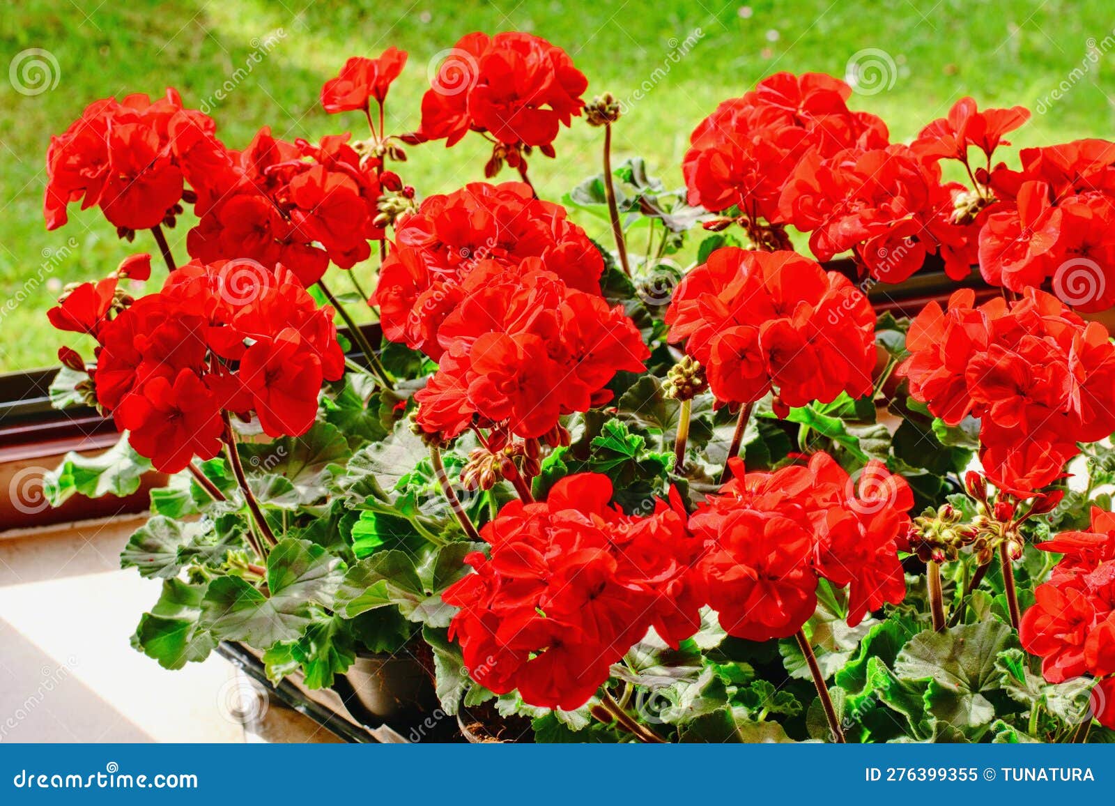 Richly Blooming Geranium Flowers on the Windows Stock Image - Image of ...
