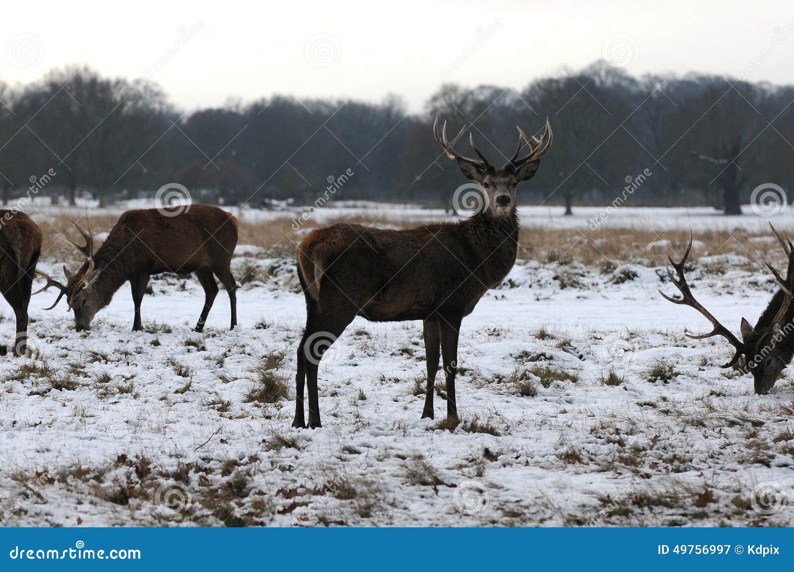 Richmond park in the snow stock image. Image of park - 49756997